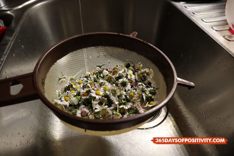 Common Daisy Syrup: Quick Recipe - Make Your Homemade Immunity Booster ...