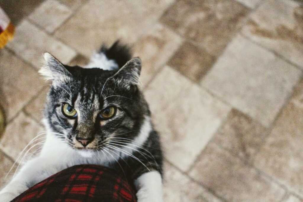 Spiritual Meaning Of Your Cat Following You Everywhere 365 Days Of Spiritual Meaning Of Your Cat Following You Everywhere 365 Days Of