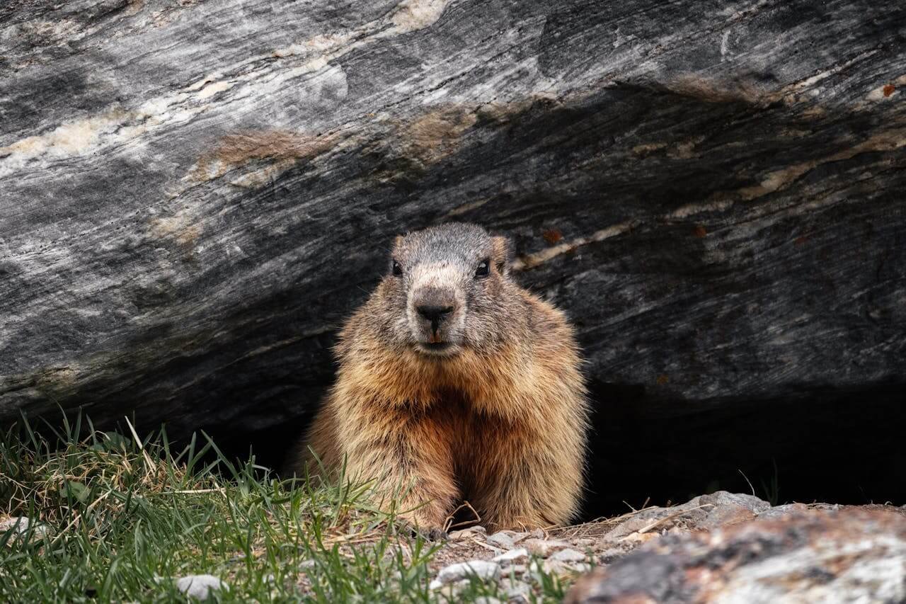 What It Means To See A Groundhog Spiritually - 365 Days of Positivity