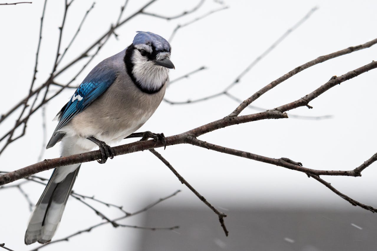 The Spiritual Meaning of Blue Jays As A Twin Flame Sign - Daily ...