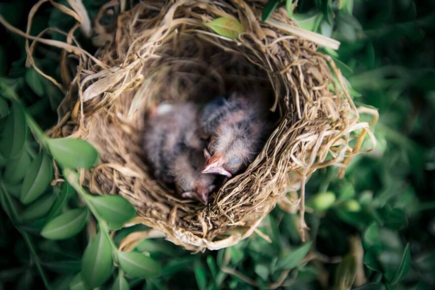 Dead Baby Birds On The Ground: Spiritual Meaning Explained - 365 Days ...