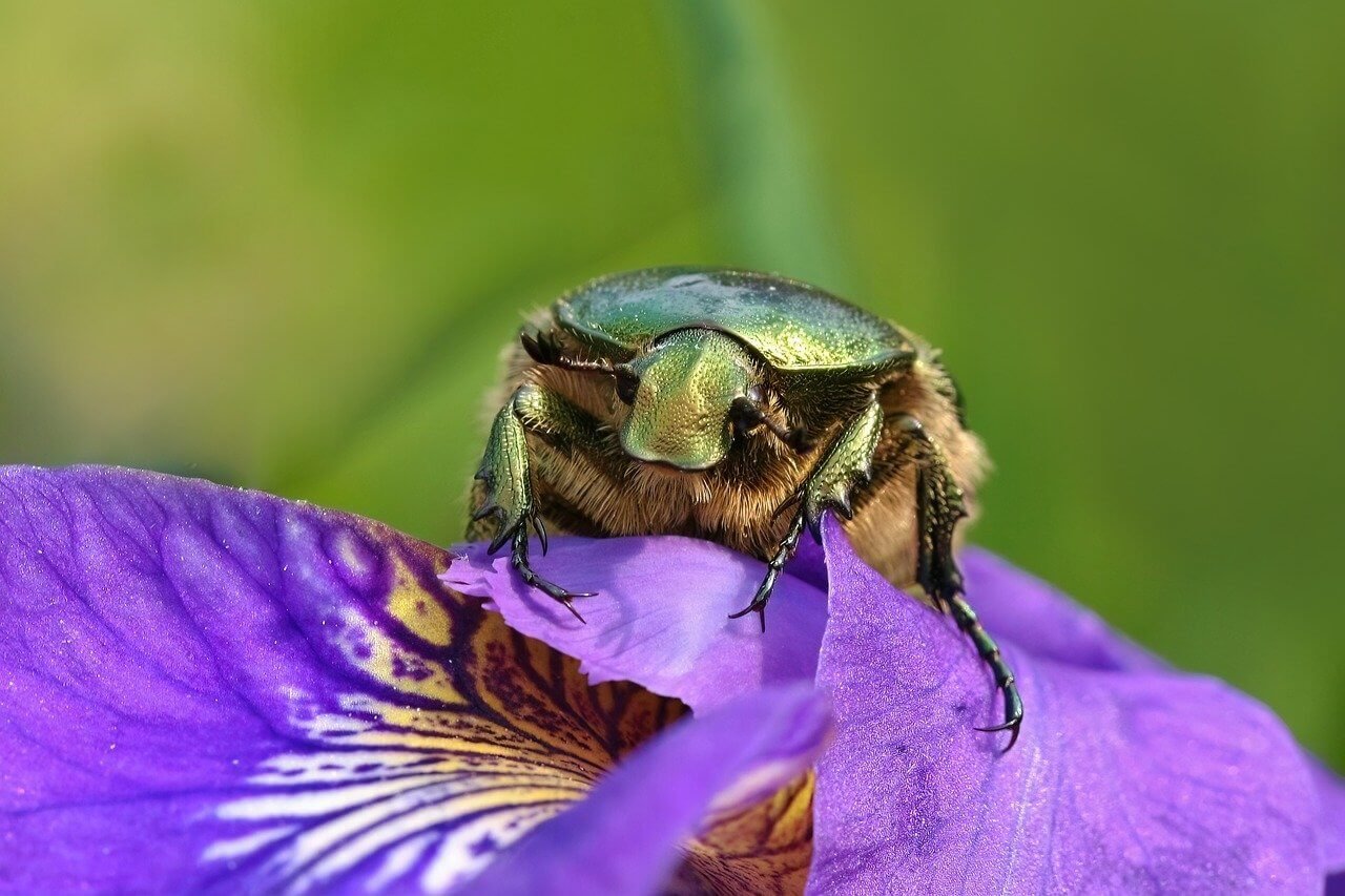 The Spiritual Meaning of The Green June Beetle: A Symbol of Renewal
